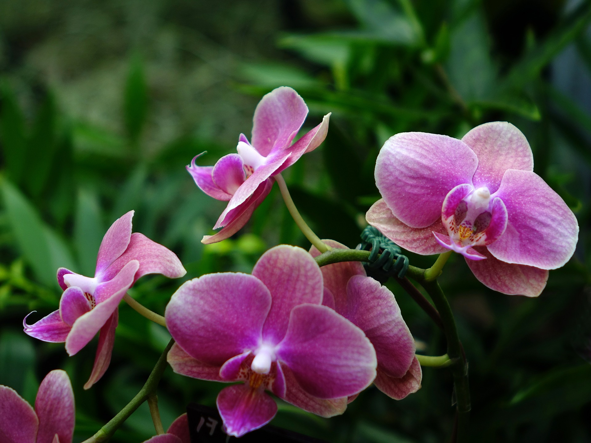 orchidea fiore – Vivaio Scariot