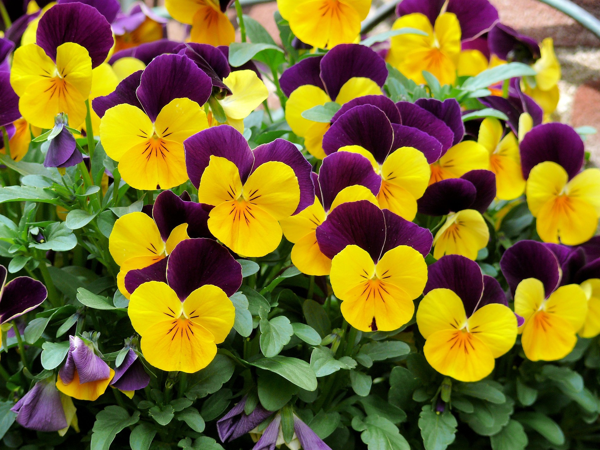 panze-violette-viole – Vivaio Scariot