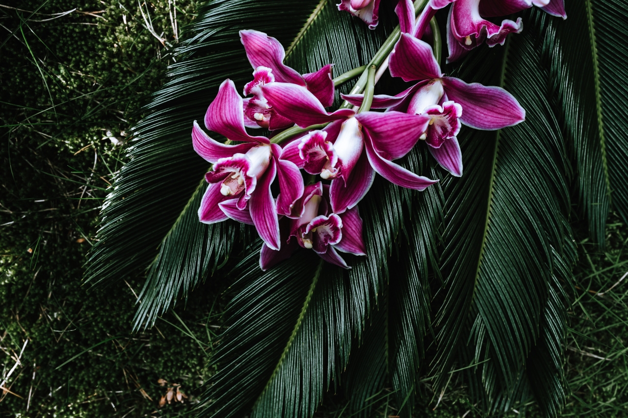 orchidea tropicale scariot – Vivaio Scariot