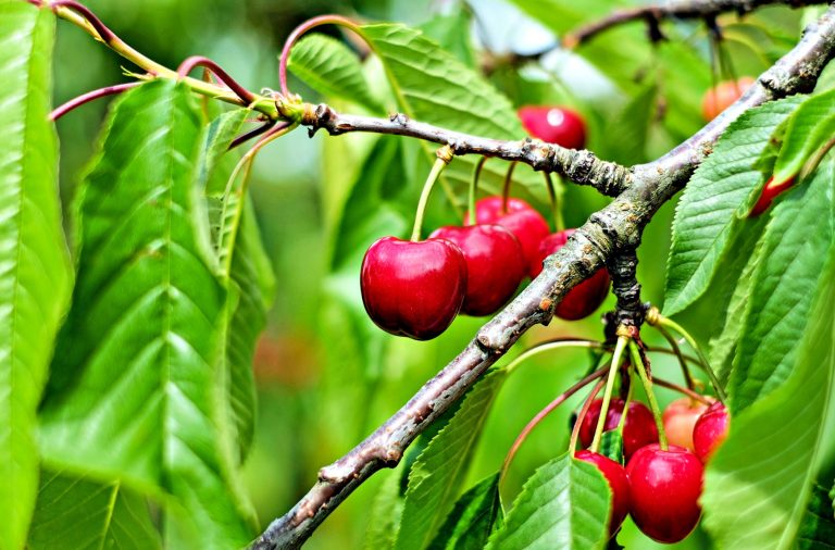 Guida completa al ciliegio: coltivazione e potatura, malattie ...
