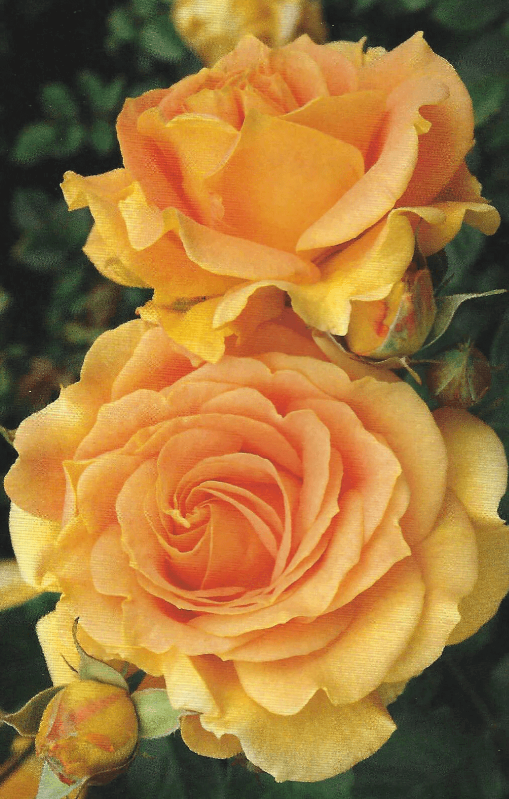 Tra rose e premi: rose Tantau e certificazione ADR – Vivaio Scariot
