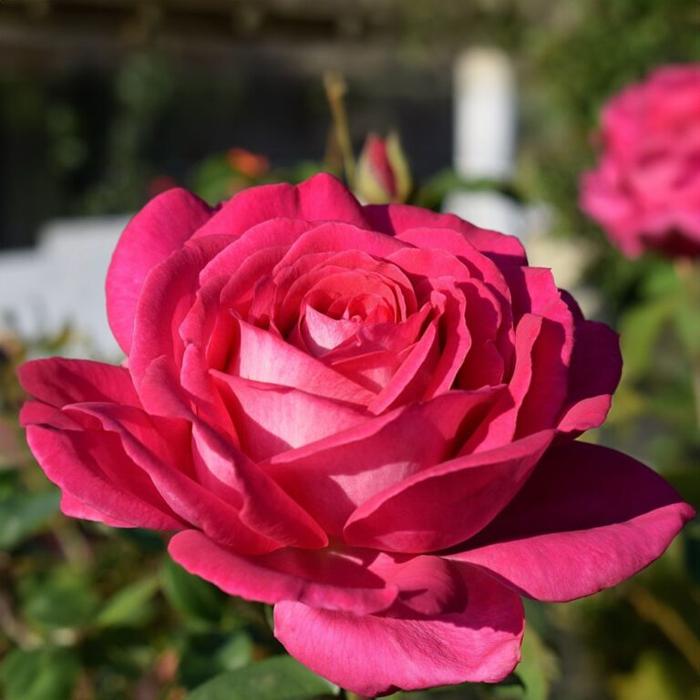 Rosa VELASQUEZ ® Meimirtylus – Vivaio Scariot
